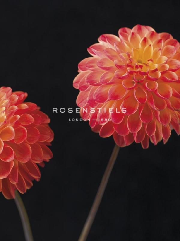 Assaf Frank 30 x 40 in. Open Giclee Canvas:"Dazzling Dahlias" - Assaf Frank