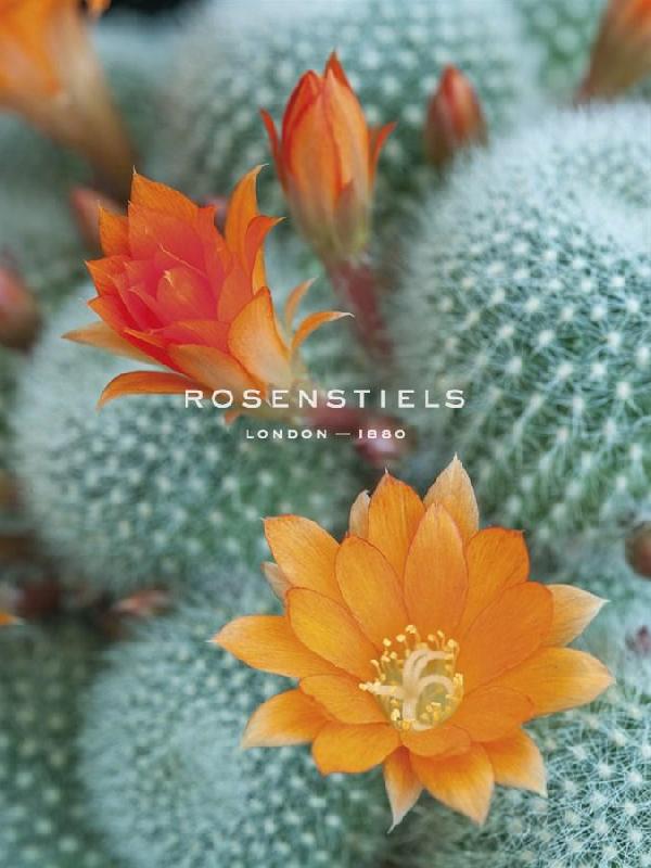 Assaf Frank 30 x 40 in. Open Giclee Canvas:"Desert Florals" - Assaf Frank