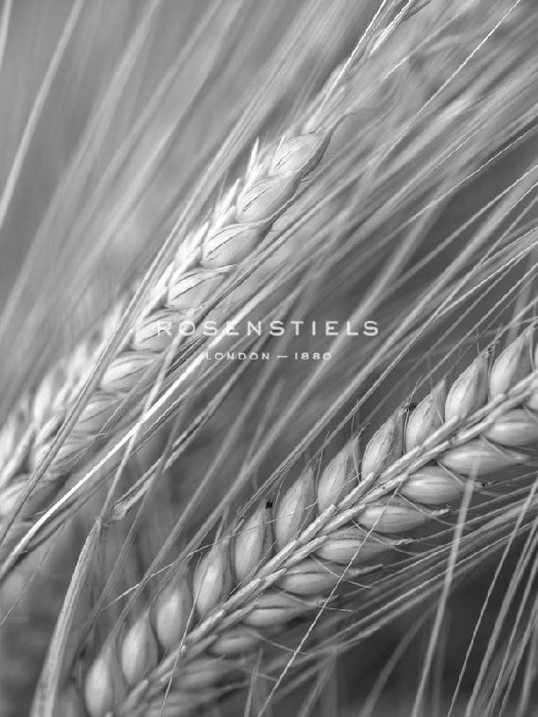 Assaf Frank 30 x 40 in. Open Giclee Canvas:"Field Focus" - Assaf Frank