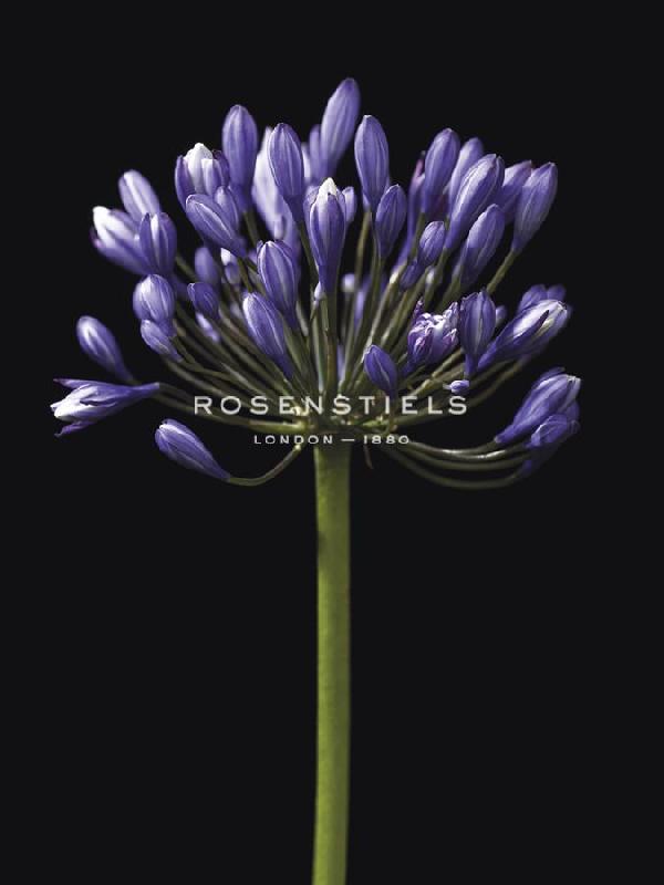 Assaf Frank 30 x 40 in. Open Giclee Canvas:"Luscious Lily" - Assaf Frank