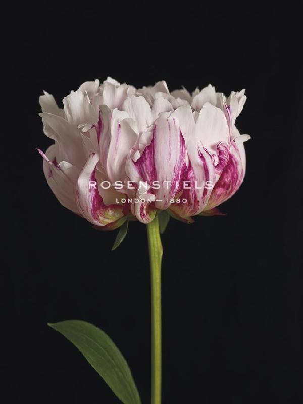 Assaf Frank 30 x 40 in. Open Giclee Canvas:"Perfect Peony" - Assaf Frank
