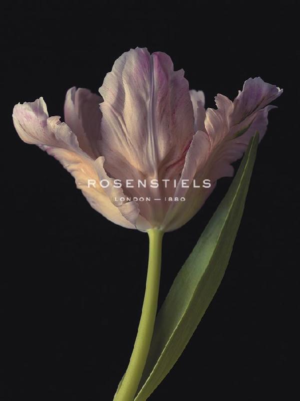 Assaf Frank 30 x 40 in. Open Giclee Canvas:"Tantalising Tulip" - Assaf ...