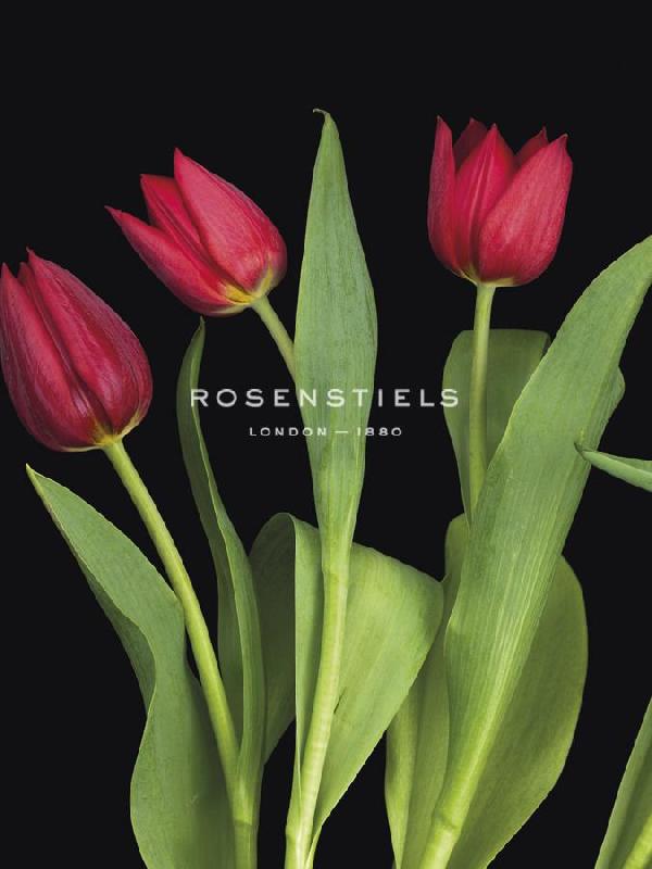 Assaf Frank 30 x 40 in. Open Giclee Canvas:"Trio Of Tulips" - Assaf Frank