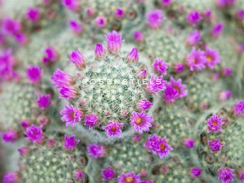 Assaf Frank 40 x 30 in. Open Giclee Canvas:"Arid Blooms" - Assaf Frank