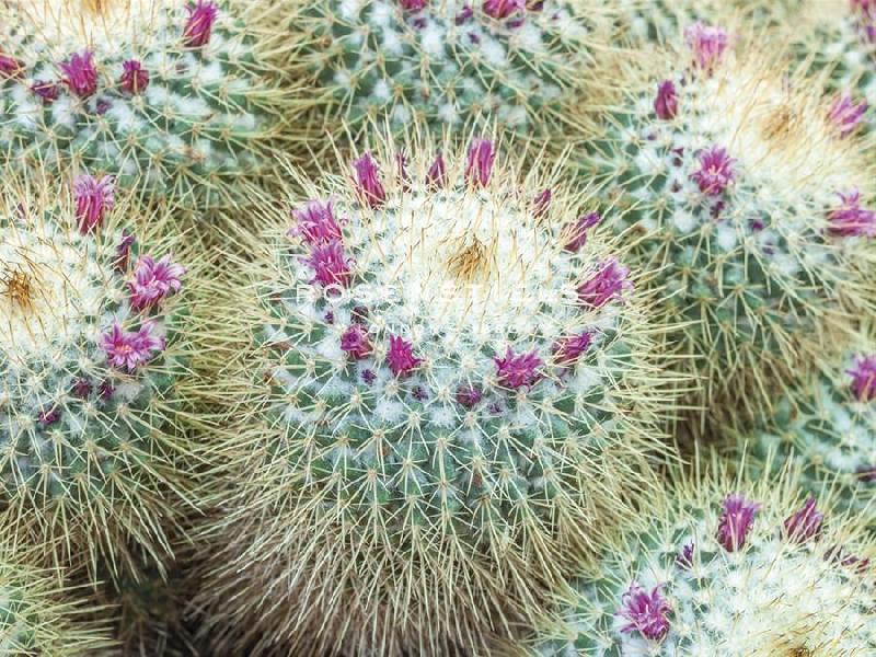 Assaf Frank 40 x 30 in. Open Giclee Canvas:"Arid Florals" - Assaf Frank