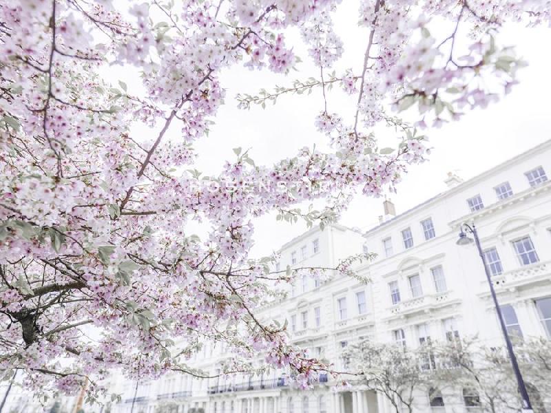 Assaf Frank 40 x 30 in. Open Giclee Canvas:"Belgravia Blossoms" - Assaf ...