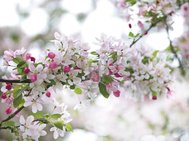 Assaf Frank 40 x 30 in. Open Giclee Canvas:"Blossom Beauty" - Assaf Frank