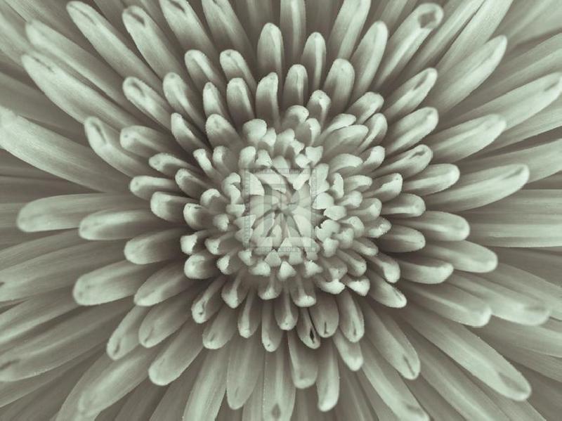 Assaf Frank 40 x 30 in. Open Giclee Canvas:"Chrysanthemum Floral ...