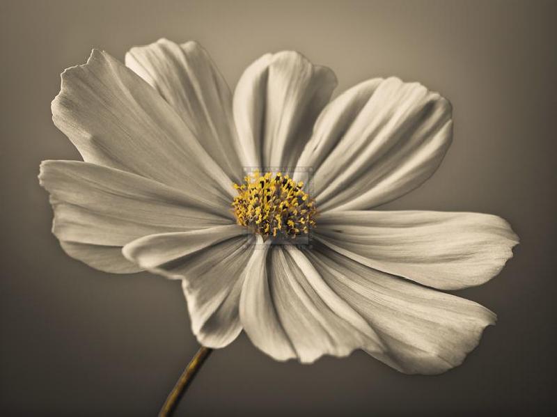 Assaf Frank 40 x 30 in. Open Giclee Canvas:"Cosmos Echo" - Assaf Frank