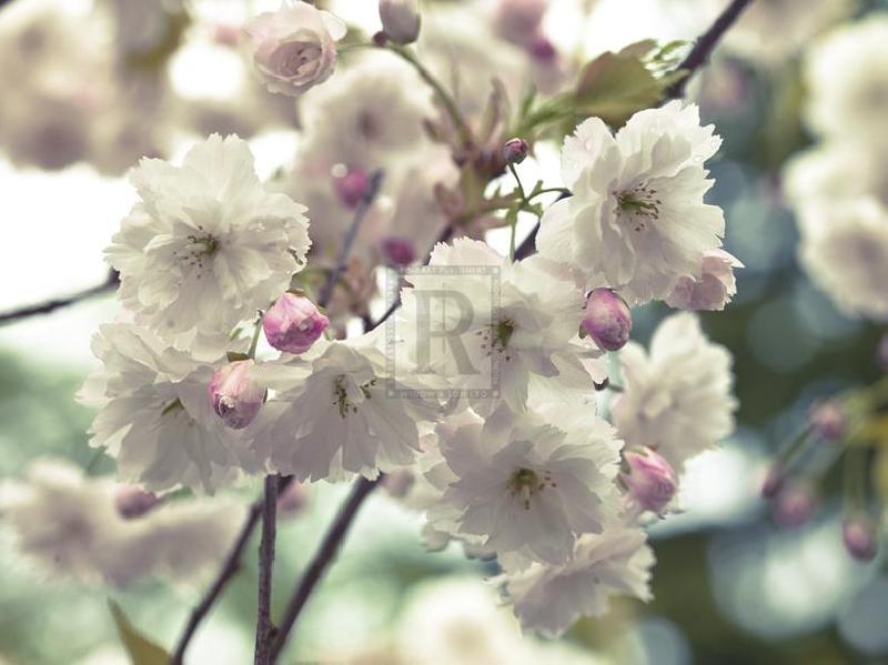 Assaf Frank 40 x 30 in. Open Giclee Canvas:"Floral Fancy" - Assaf Frank