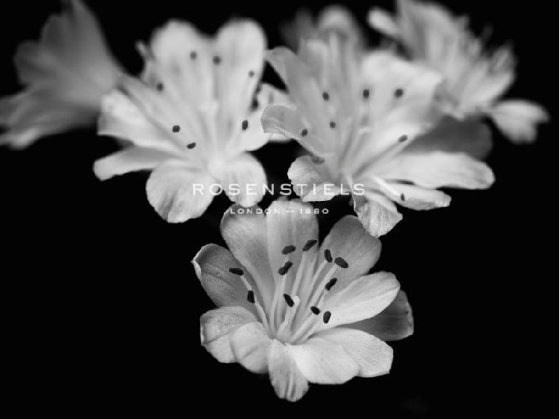 Assaf Frank 40 x 30 in. Open Giclee Canvas:"Orchid Elegance" - Assaf Frank