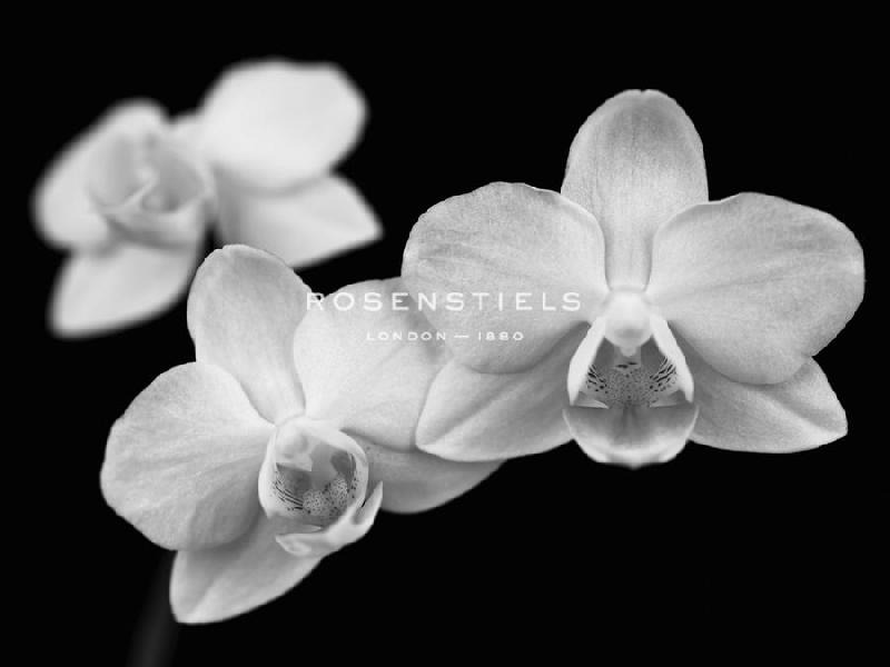 Assaf Frank 40 x 30 in. Open Giclee Canvas:"Orchid Grandeur" - Assaf Frank