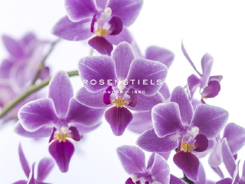 Assaf Frank 40 x 30 in. Open Giclee Canvas:"Ornate Orchids" - Assaf Frank