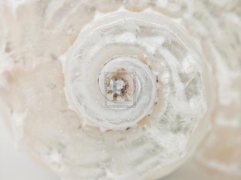 Assaf Frank 40 x 30 in. Open Giclee Canvas:"Shell Spin" - Assaf Frank