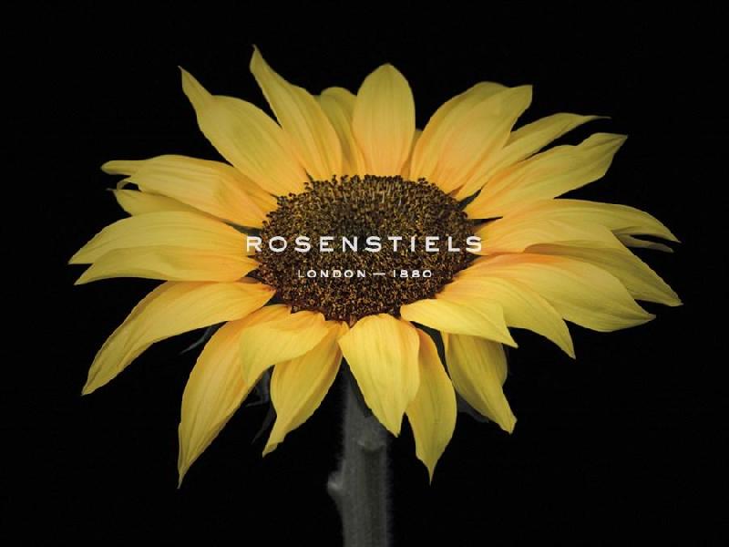 Assaf Frank 40 x 30 in. Open Giclee Canvas:"Sunflower Spotlight ...