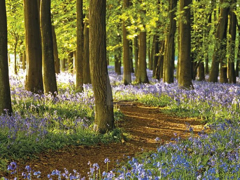 Assaf Frank 40 x 30 in. Open Giclee Canvas:"Through The Bluebells ...