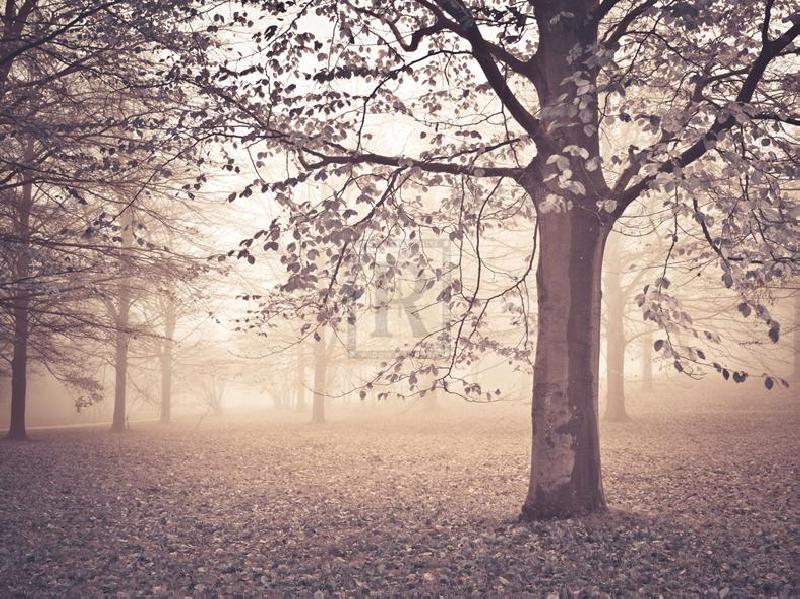 Assaf Frank 40 x 30 in. Open Giclee Canvas:"Through The Mist" - Assaf Frank
