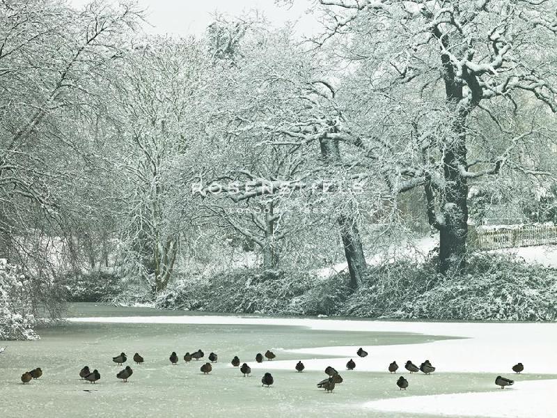 Assaf Frank 40 x 30 in. Open Giclee Canvas:"Winter's Pond" - Assaf Frank