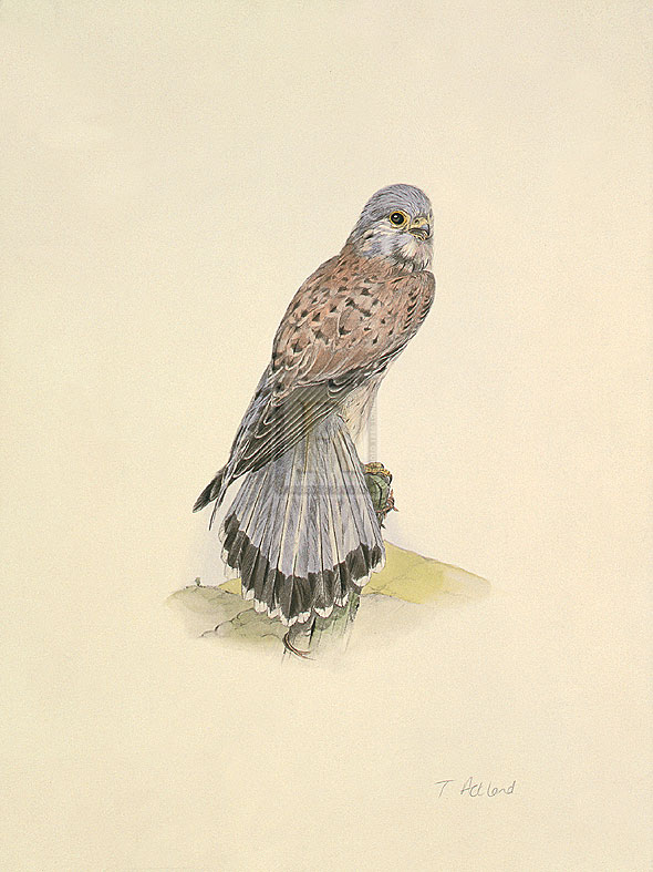 C.T.N. Ackland Hand Numbered Limited Edition Print on Paper :"Kestrel ...