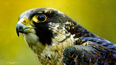 Carl Brenders Limited Edition Print:"Peregrine Falcon Portrait" - Carl ...