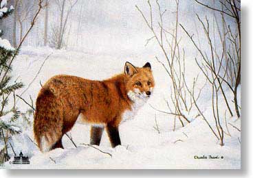CHARLES FRACE' 14X10 Secondary Market Art: "TOUCH OF RED FOX" - FRACE ...