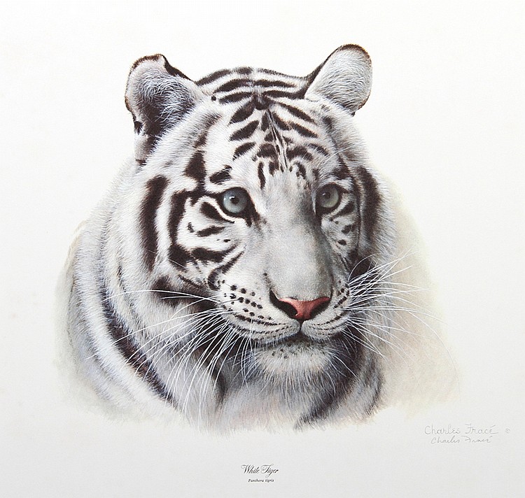 CHARLES FRACE' 16X20 Secondary Market Art: "WHITE TIGER HEAD" - FRACE ...