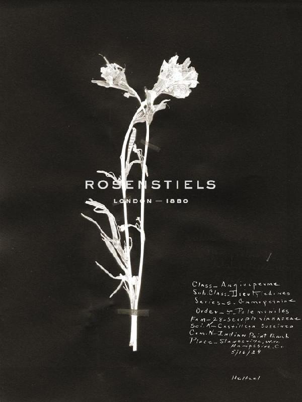 Chris Dunker 30 x 40 in. Open Giclee Canvas:"Botanical Collector IV ...