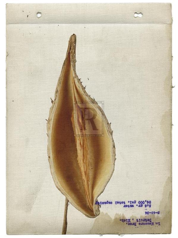 Chris Dunker 30 x 40 in. Open Giclee Canvas:"Heart Pod I" - Chris Dunker