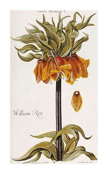 Christoph Jacob Trew Fine Art Open Edition Giclée:"Corona Imperialis ...