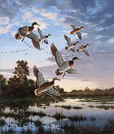 David Maas Limited Edition Print: "Evening Flight - Mallards" - David Maass