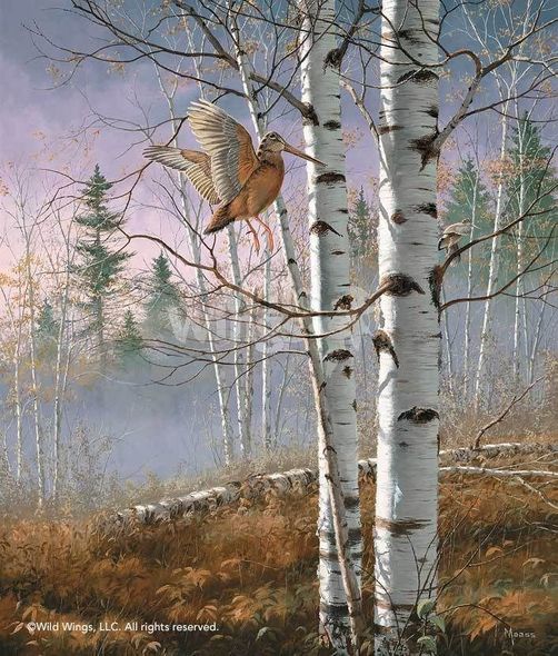 David Maass Limited Edition Artist Proof Print:"Off the Ridge—Woodcock ...