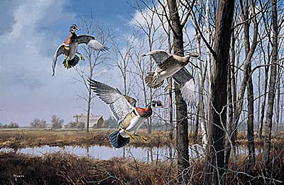 David Maass Limited Edition Print:"Home Again-Wood Ducks" - David Maass