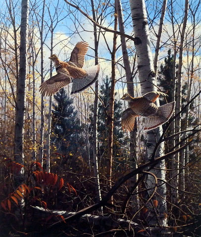 David Maass Print-Signed and Numbered:"Evening Flight- Ruffed Grouse ...