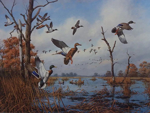 David Maass Print-Signed and Numbered:"on the Move Mallards" - David Maass