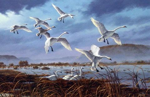David Maass Print-Signed and Numbered:"Weaver Bottoms-Tundra Swans ...