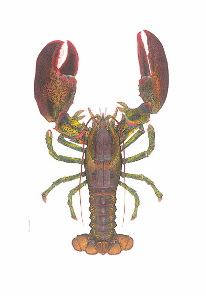 Flick Ford Artist Signed Fine Art Canvas Giclee:"World Record Lobster ...