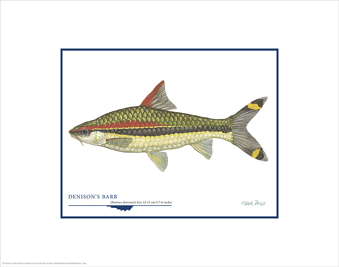 Flick Ford Open Edition Giclée Print on Paper:"Denison´s Barb" - Flick Ford