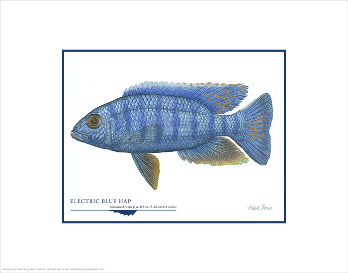 Flick Ford Open Edition Giclée Print on Paper:"Electric Blue Harp ...