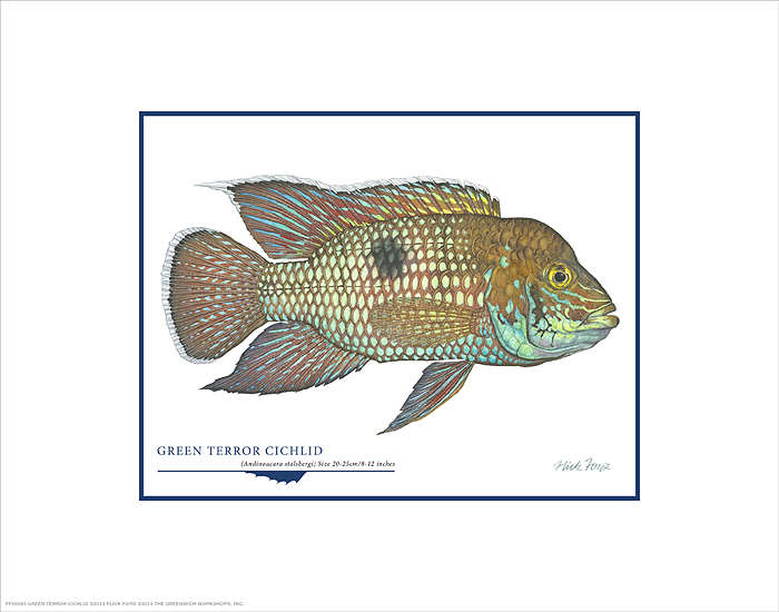 Flick Ford Open Edition Giclée Print on Paper:"Green Terror Cichlid ...