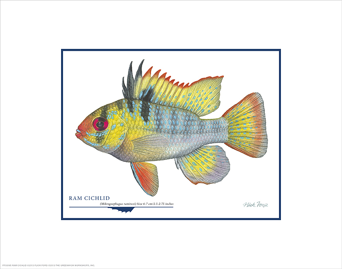 Flick Ford Open Edition Giclée Print on Paper:"Ram Cichlid" - Flick Ford