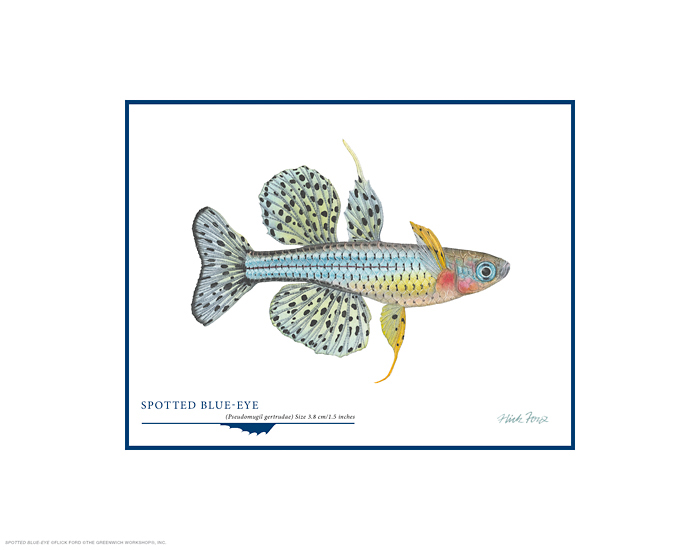 Flick Ford Open Edition Giclée Print on Paper:"Spotted Blue-eye ...