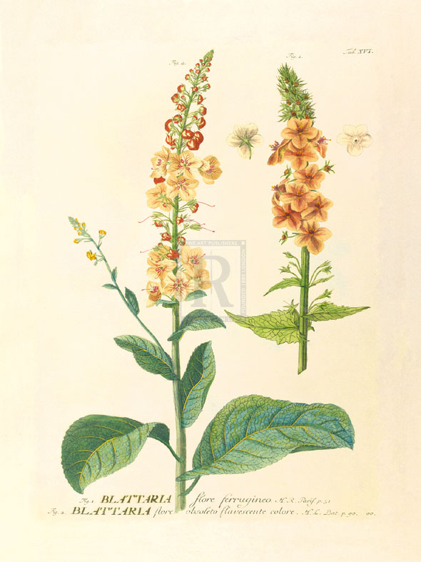 Georg Ehret Hand Numbered Limited Edition Print on Paper :"Blattaria ...