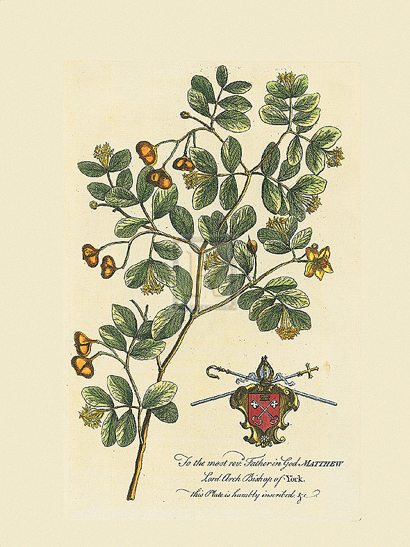 Georg Ehret Hand Numbered Limited Edition Print on Paper :"The ...