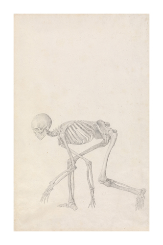 George Stubbs Hand Numbered Limited Edition Print on Paper :"Human ...