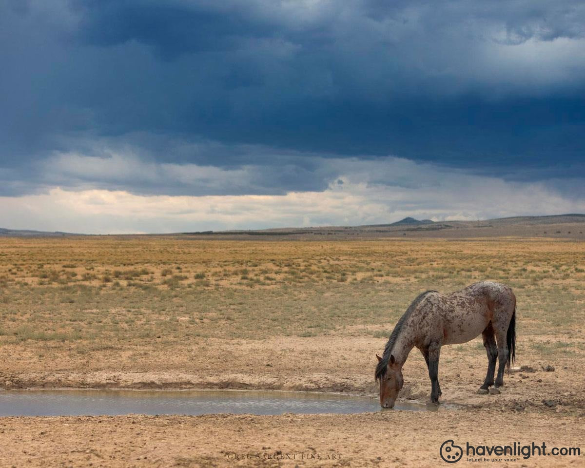 Greg Sargent Fine Art Canvas Giclee: "Cool Water" - Greg Sargent