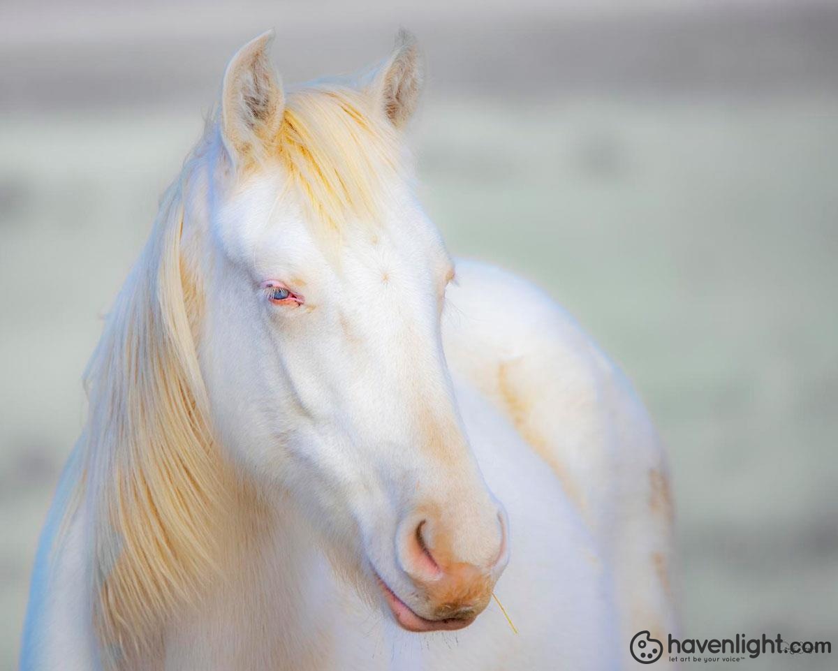 Greg Sargent Fine Art Canvas Giclee: "Old Blue Eyes" - Greg Sargent