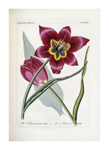 H.G.L. Reichenbach Fine Art Open Edition Giclée:"Tulipa Praecox ...