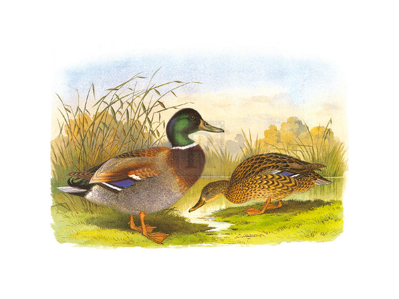 Henry Jones Hand Numbered Limited Edition Print on Paper :"Ducks IV ...