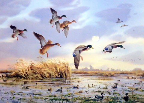 James Killen Print- Limited Edition:"Fish Pond Mallards" - James Killen