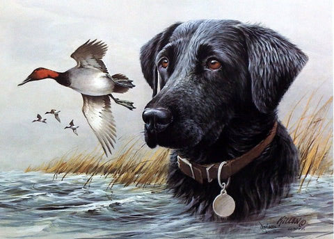 James Killen Print-Signed and Numbered:"Black Lab -Canvasback" - James ...